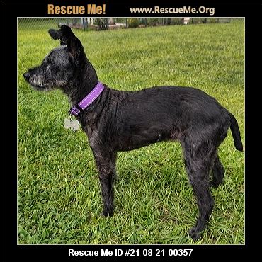 - Florida Schnauzer Rescue - ADOPTIONS - Rescue Me!