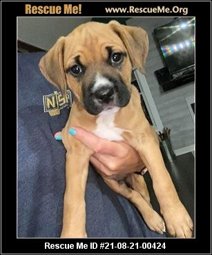 - New Jersey Dog Rescue - ADOPTIONS - Rescue Me!