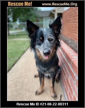 - Oklahoma Dog Rescue - ADOPTIONS - Rescue Me!