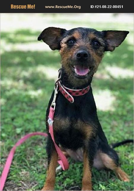 ADOPT 21082200451 ~ Rat Terrier Rescue ~ Seattle, WA