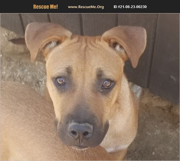 ADOPT 21082300230 ~ Rhodesian Ridgeback Rescue ~ Rosamond, CA