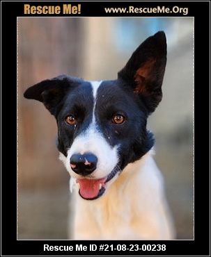 - Colorado Border Collie Rescue - ADOPTIONS - Rescue Me!
