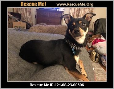 - Texas Chihuahua Rescue - ADOPTIONS - Rescue Me!