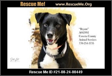 - Georgia Border Collie Rescue - ADOPTIONS - Rescue Me!