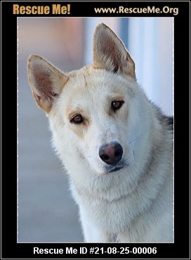 - California Siberian Husky Rescue - ADOPTIONS - Rescue Me!