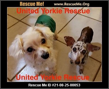 - Florida Yorkie Rescue - ADOPTIONS - Rescue Me!