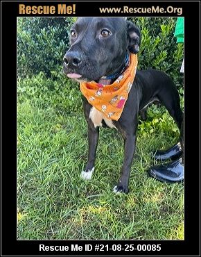 - Texas Mutt Rescue - ADOPTIONS - Rescue Me!