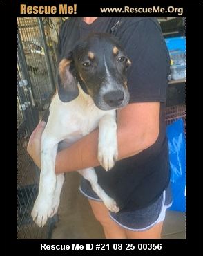 - New Jersey Dog Rescue - ADOPTIONS - Rescue Me!