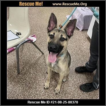 - Virginia German Shepherd Rescue - ADOPTIONS - Rescue Me!