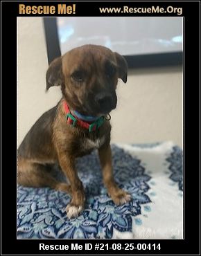 - New Mexico Dog Rescue - ADOPTIONS - Rescue Me!