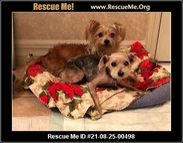 - Florida Yorkie Rescue - ADOPTIONS - Rescue Me!