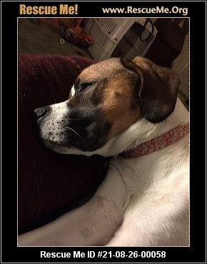 - Ohio Boxer Rescue - ADOPTIONS - Rescue Me!