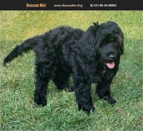 ADOPT 21082600083 ~ Portuguese Water Dog Rescue ~ Putnam County, IN