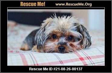 - California Yorkie Rescue - ADOPTIONS - Rescue Me!