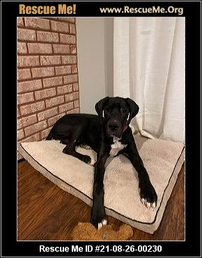 - Texas Great Dane Rescue - ADOPTIONS - Rescue Me!