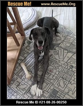 - Texas Great Dane Rescue - ADOPTIONS - Rescue Me!
