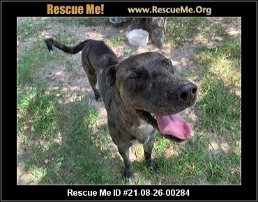 - Texas Great Dane Rescue - ADOPTIONS - Rescue Me!