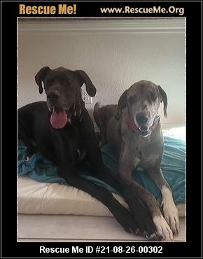 - Texas Great Dane Rescue - ADOPTIONS - Rescue Me!