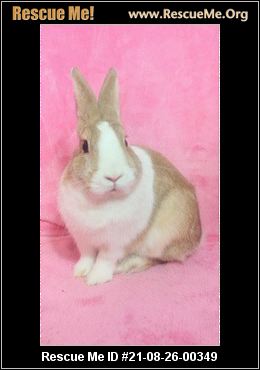 - California Rabbit Rescue - ADOPTIONS - Rescue Me!