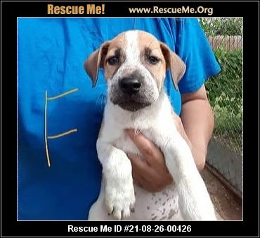 - Iowa Dog Rescue - ADOPTIONS - Rescue Me!