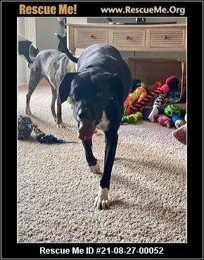 - Texas Great Dane Rescue - ADOPTIONS - Rescue Me!