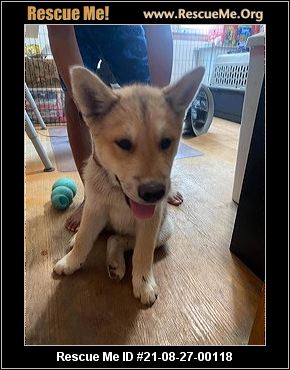 - Michigan Siberian Husky Rescue - ADOPTIONS - Rescue Me!
