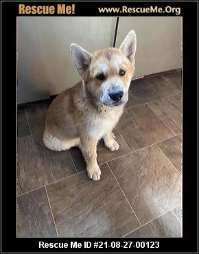 - Michigan Siberian Husky Rescue - ADOPTIONS - Rescue Me!