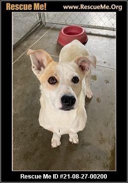 - Colorado Corgi Rescue - ADOPTIONS - Rescue Me!