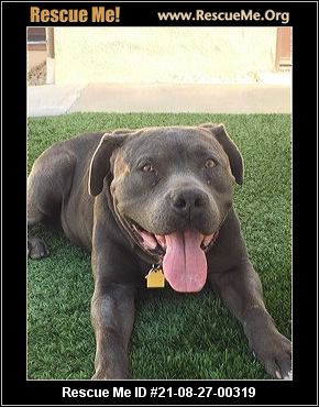 - California American Bulldog Rescue - ADOPTIONS - Rescue Me!