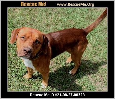 - Florida Dog Rescue - ADOPTIONS - Rescue Me!