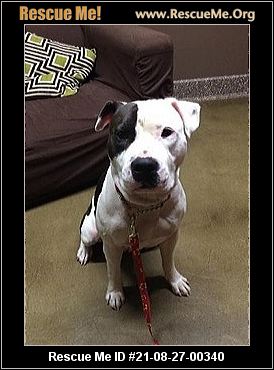 - California American Bulldog Rescue - ADOPTIONS - Rescue Me!