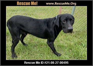 - Rhode Island Dog Rescue - ADOPTIONS - Rescue Me!