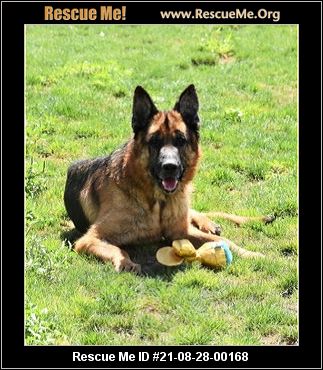 - Arizona Dog Rescue - ADOPTIONS - Rescue Me!