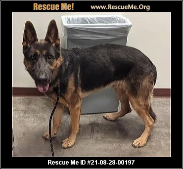 - Arizona Dog Rescue - ADOPTIONS - Rescue Me!