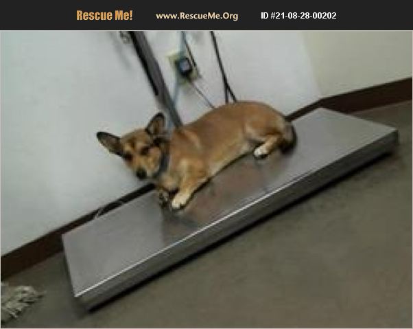 ADOPT 21082800202 ~ Corgi Rescue ~ Maricopa County, AZ