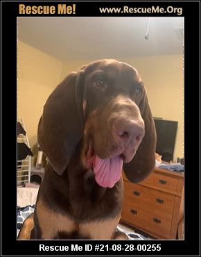 - Texas Bloodhound Rescue - ADOPTIONS - Rescue Me!