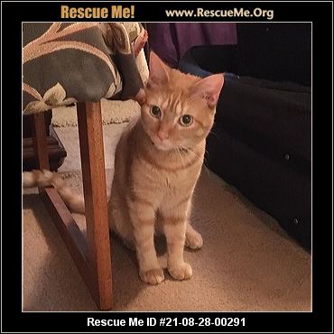 - Louisiana Cat Rescue - ADOPTIONS - Rescue Me!
