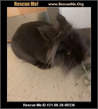 - Illinois Rabbit Rescue - ADOPTIONS - Rescue Me!