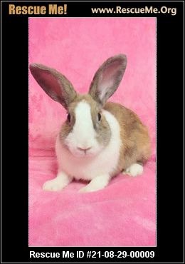 - California Rabbit Rescue - ADOPTIONS - Rescue Me!