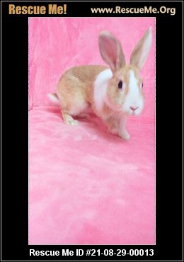 - California Rabbit Rescue - ADOPTIONS - Rescue Me!