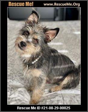- California Yorkie Rescue - ADOPTIONS - Rescue Me!