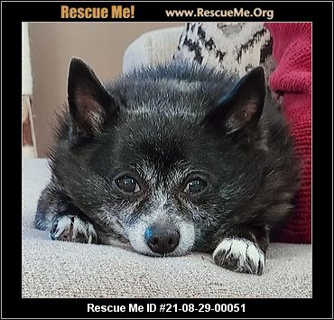 - Virginia Pomeranian Rescue - ADOPTIONS - Rescue Me!