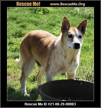 - Arizona Dog Rescue - ADOPTIONS - Rescue Me!