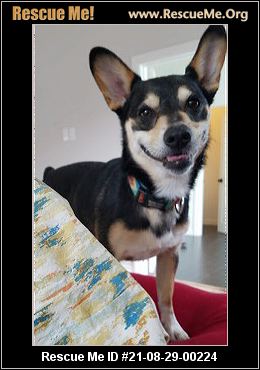 - California Corgi Rescue - ADOPTIONS - Rescue Me!