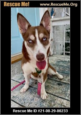 - California Corgi Rescue - ADOPTIONS - Rescue Me!