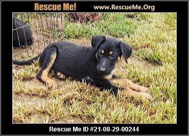 - New Jersey Dog Rescue - ADOPTIONS - Rescue Me!