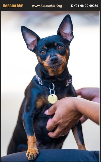 ADOPT 21082900279 ~ Miniature Pinscher Rescue ~ Sacramento County, CA