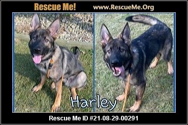 - Pennsylvania German Shepherd Rescue - ADOPTIONS - Rescue Me!