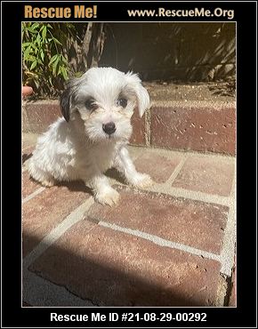 - California Maltese Rescue - ADOPTIONS - Rescue Me!