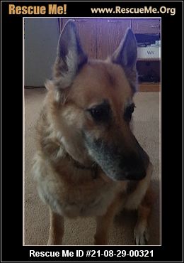 - Virginia German Shepherd Rescue - ADOPTIONS - Rescue Me!